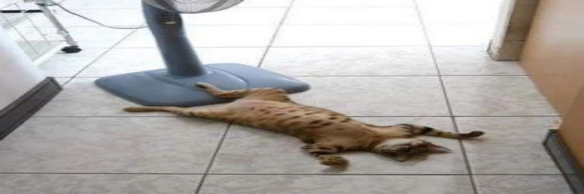 อิหยังวะ - เว็บบอร์ด - board.postjung.com