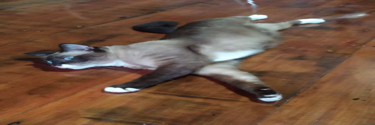 ทาสแมวควรรู้ - เว็บบอร์ด - board.postjung.com