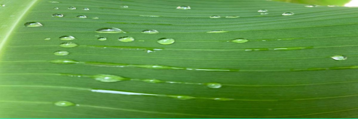 ความรู้การเกษตร - เว็บบอร์ด - board.postjung.com